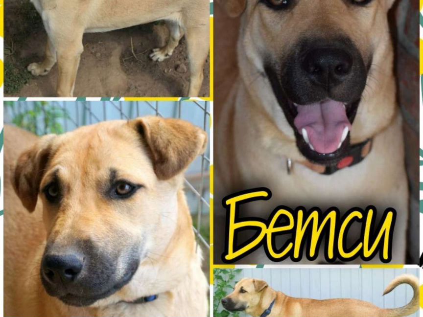 Собака в добрые руки