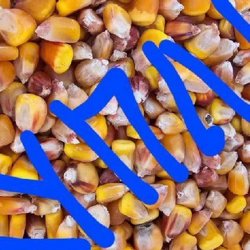 Кукуруза зерно
