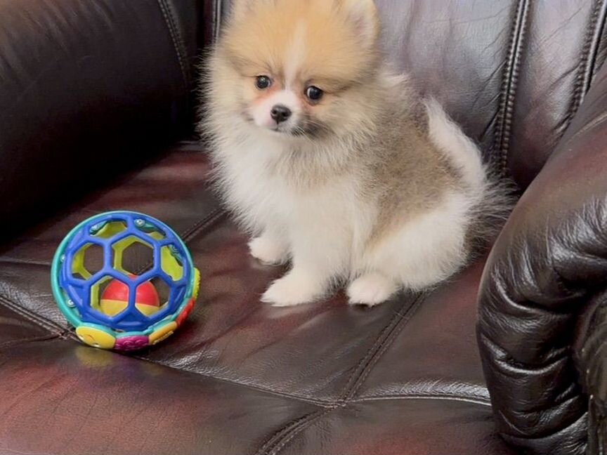 Шпиц померанский мальчик