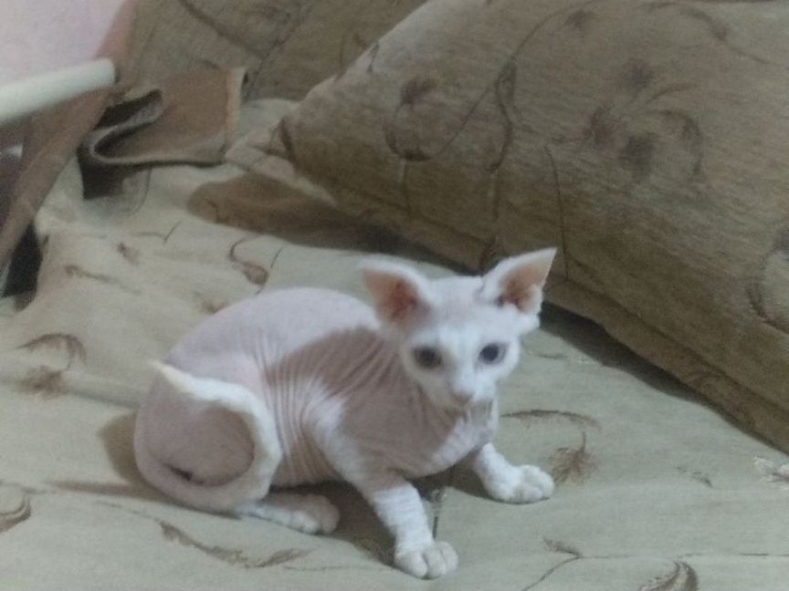 Кошечка сфинкс