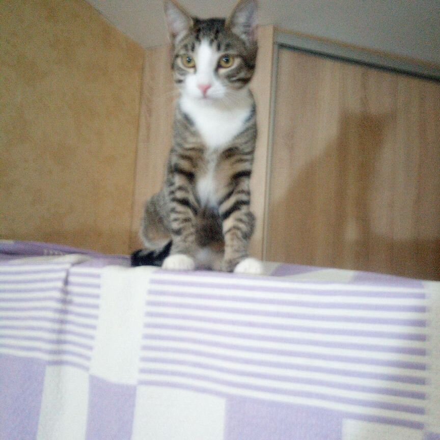 Отдам кота в добрые руки