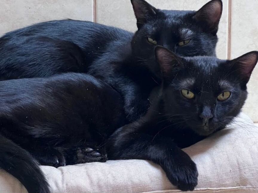 Пантеры в добрые руки бесплатно