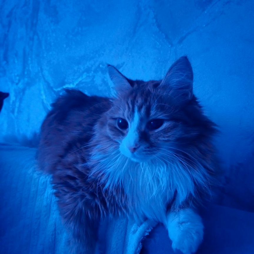 Отдам в добрые руки