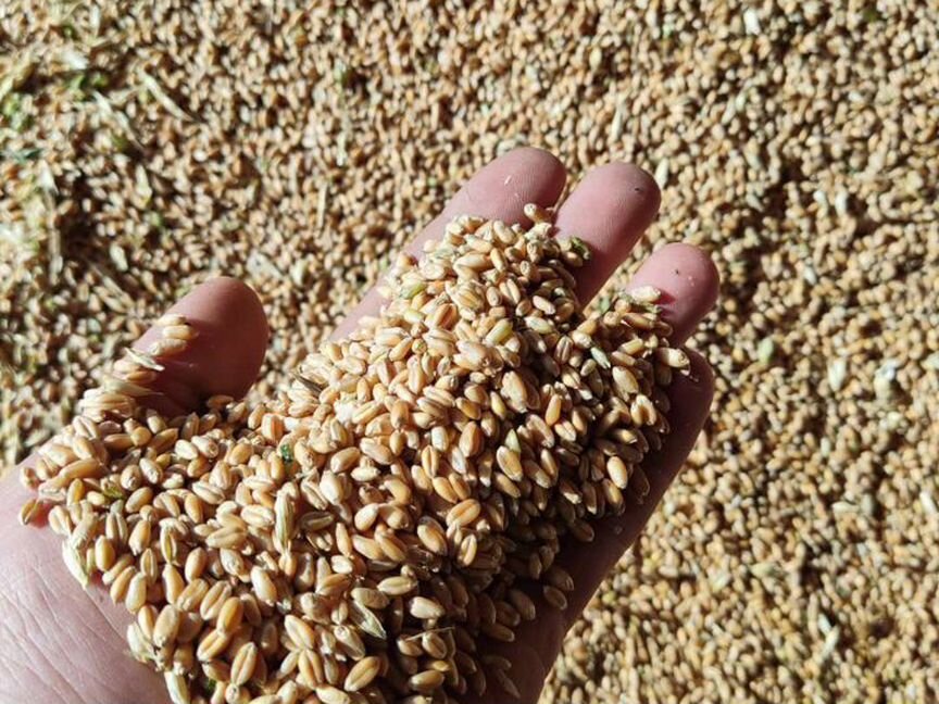 Пшеница 12 р кг