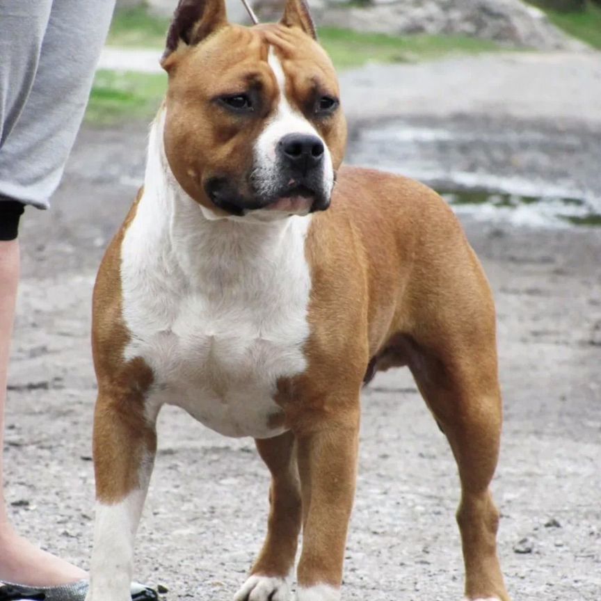 Стаффордширский терьер