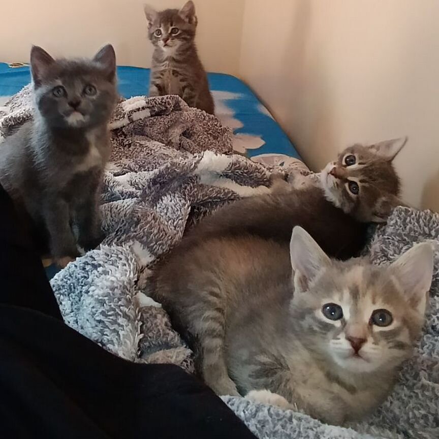 Котята в добрые руки