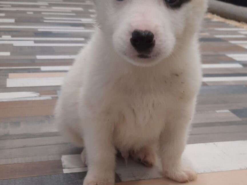 Амур в добрые руки