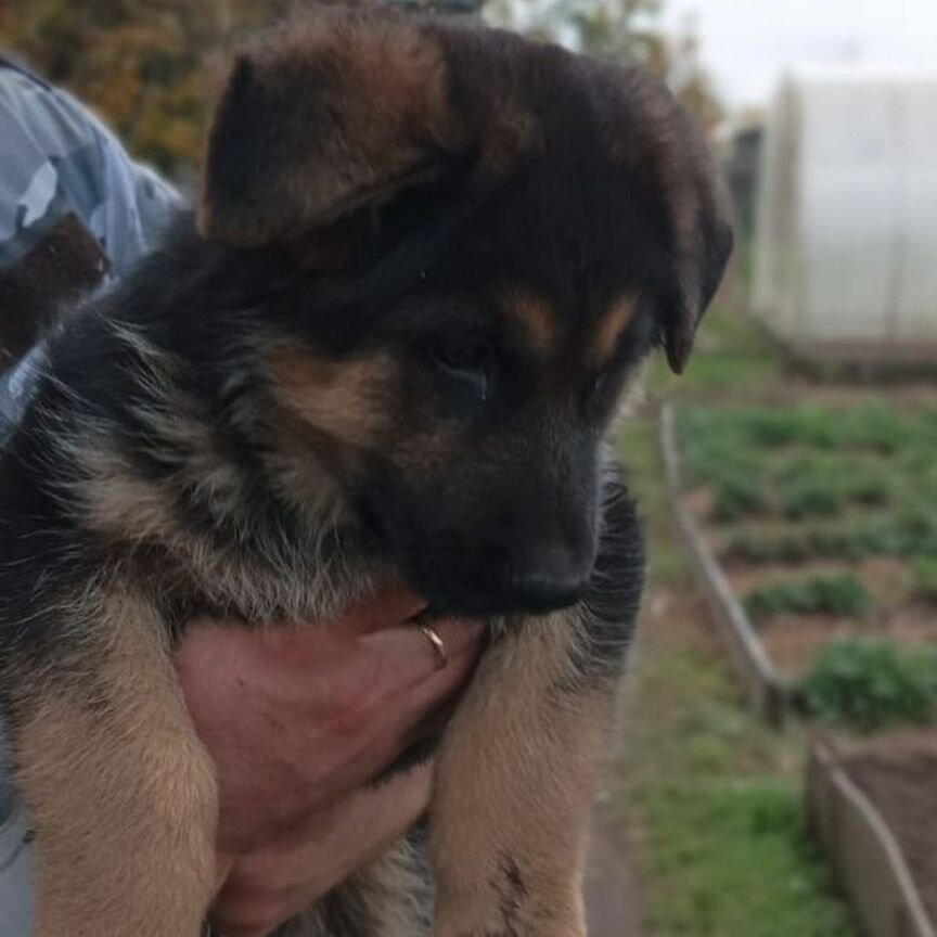 Собака немецкая овчарка