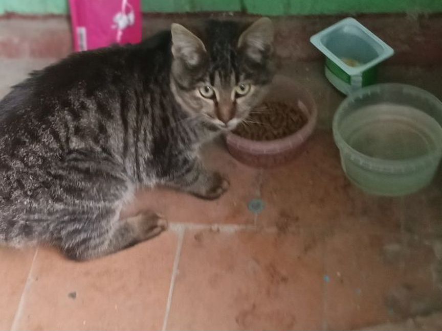 Мурлыка в добрые руки