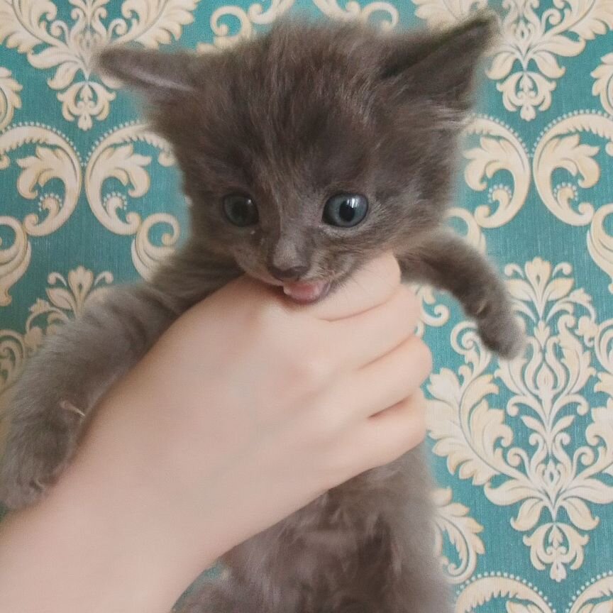 Отдам котят за вкусняшки
