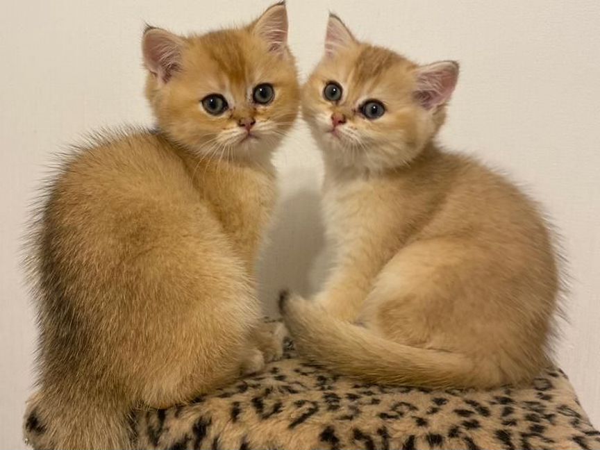 Британские котята золотая шиншилла