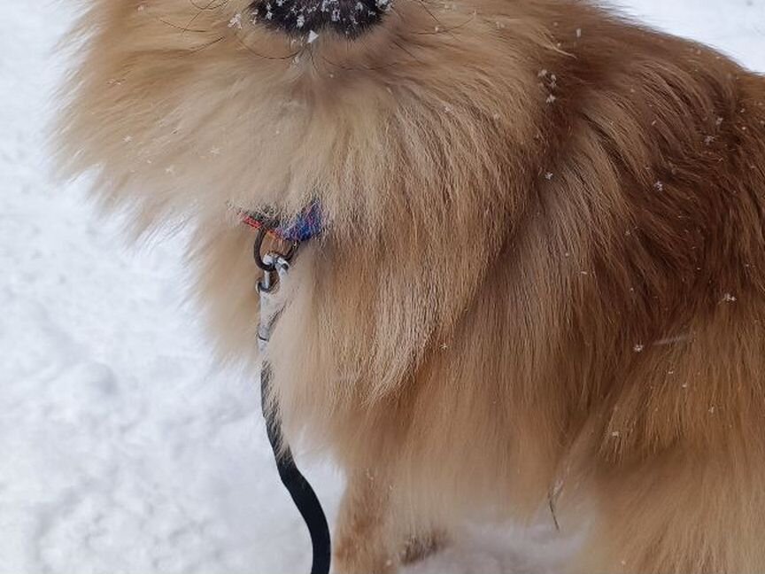 Померанский шпиц