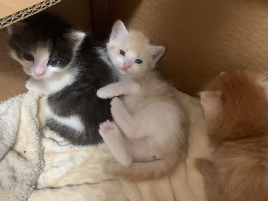 Отдам котят в хорошие надёжные руки )