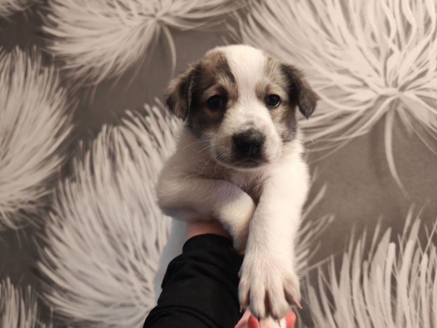 Собака в добрые руки щенок