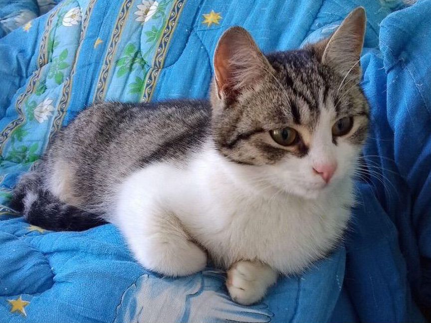 Ласкуша и неженка в дар
