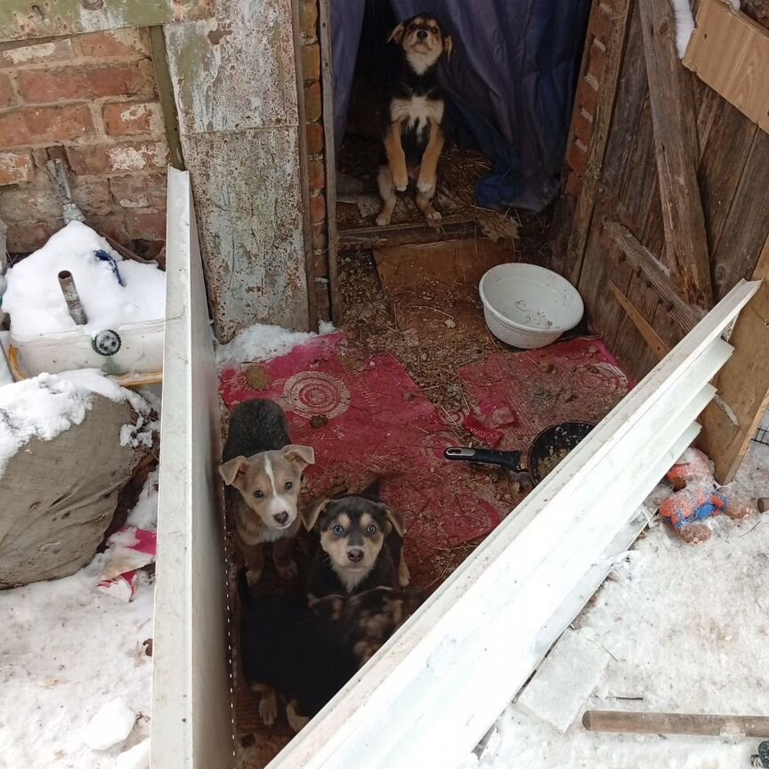 Щенок в добрые руки