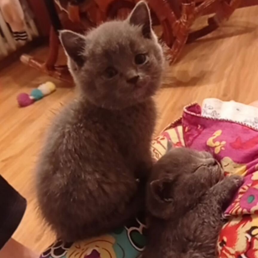 Британские котята