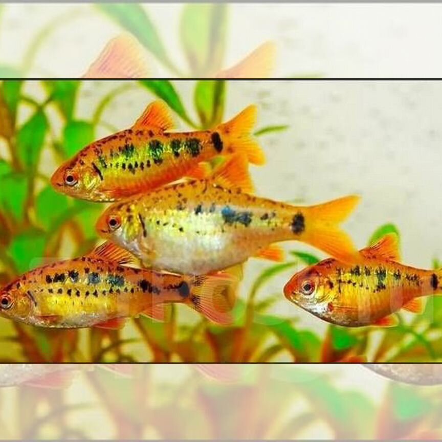 Барбус Шуберта