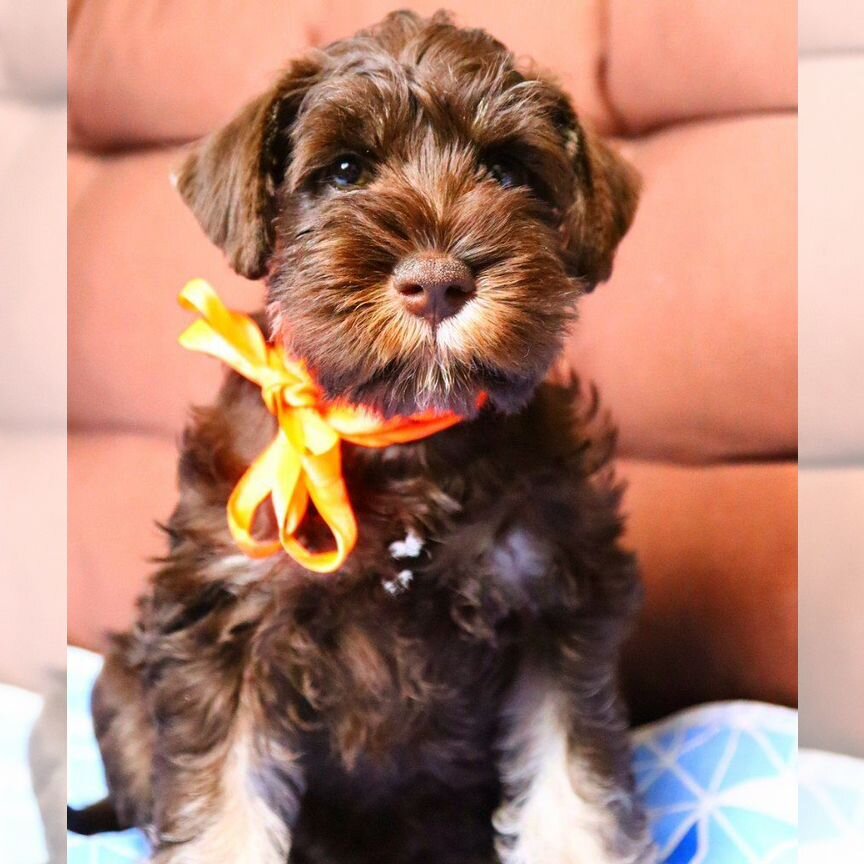 Цвергшнауцер, щенок