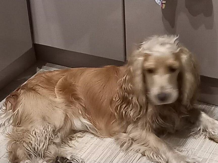 Кокер спаниель английский