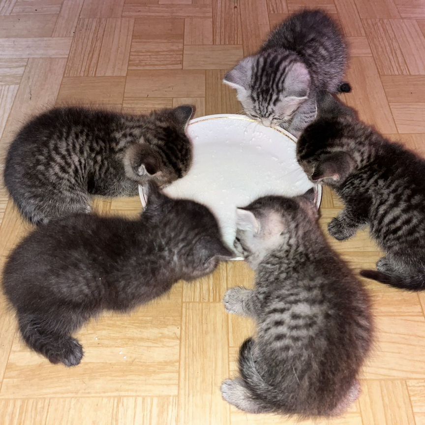 Отдам котят в добрые руки