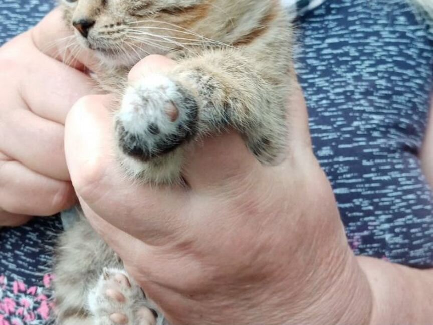 Котята 4ро в добрые руки ищут дом