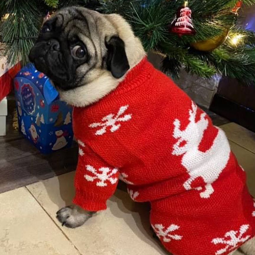 Мопс, взрослая собака