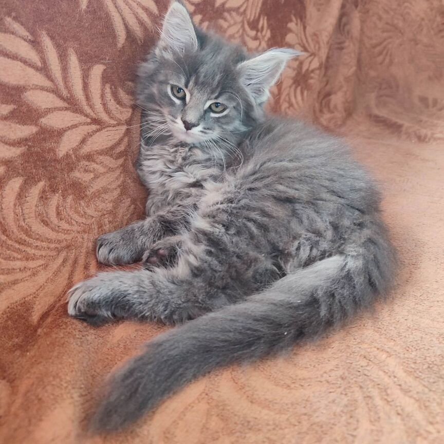 Мейн-кун котёнок