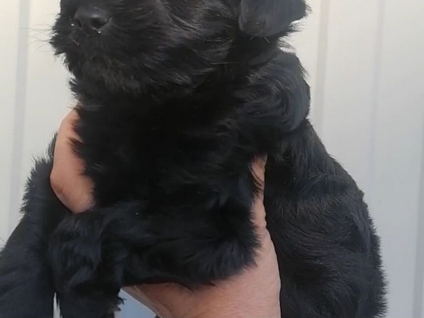 Мальчик йоркопу