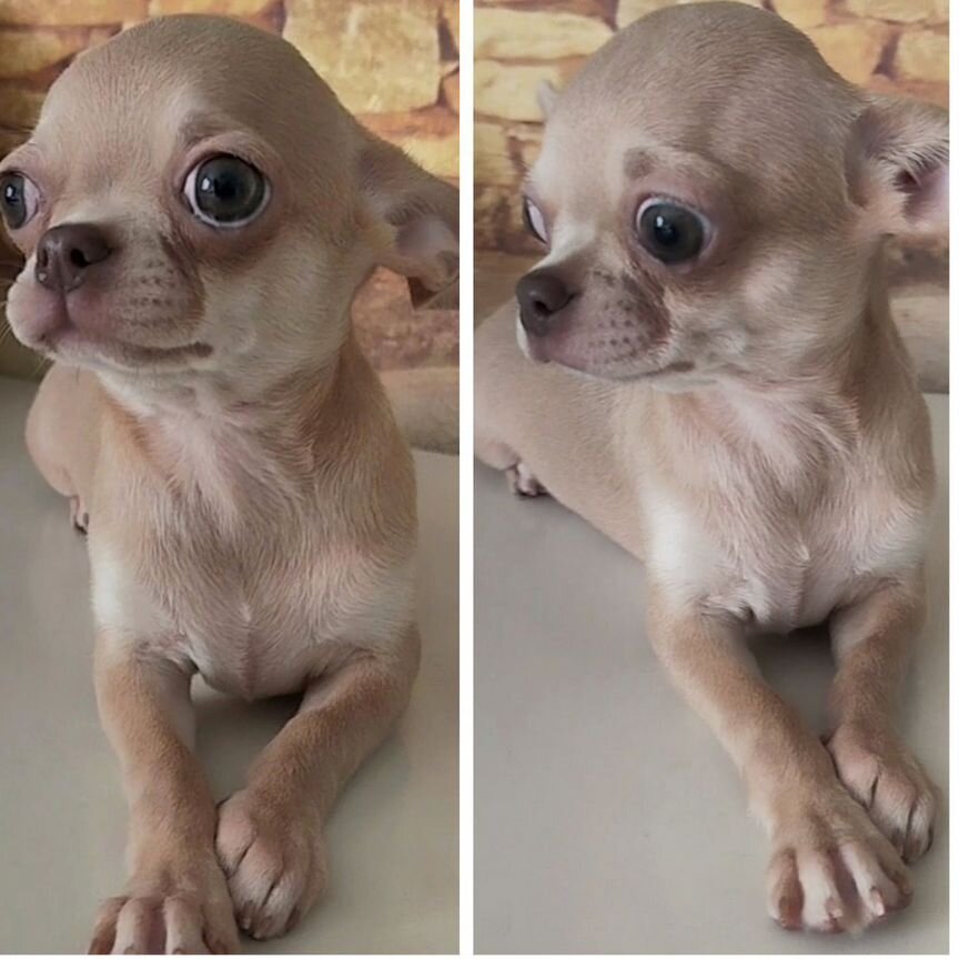 Щенки чихуахуа