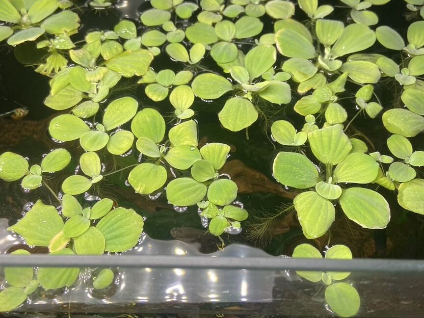 Растения пистия