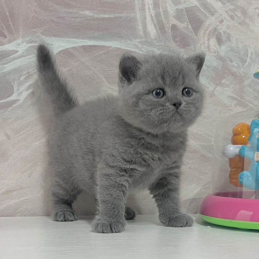 Британские котята