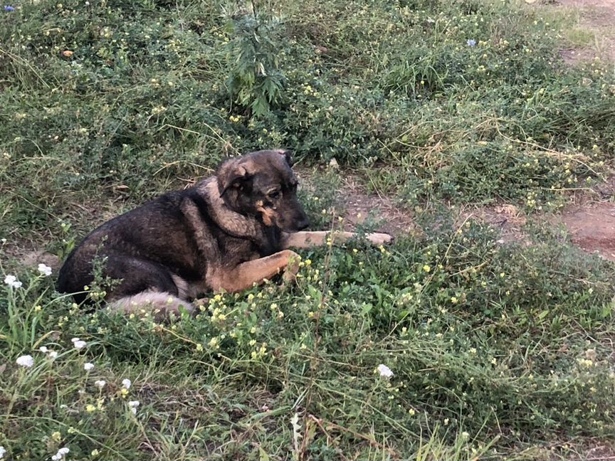 Очаровашка ищет дом