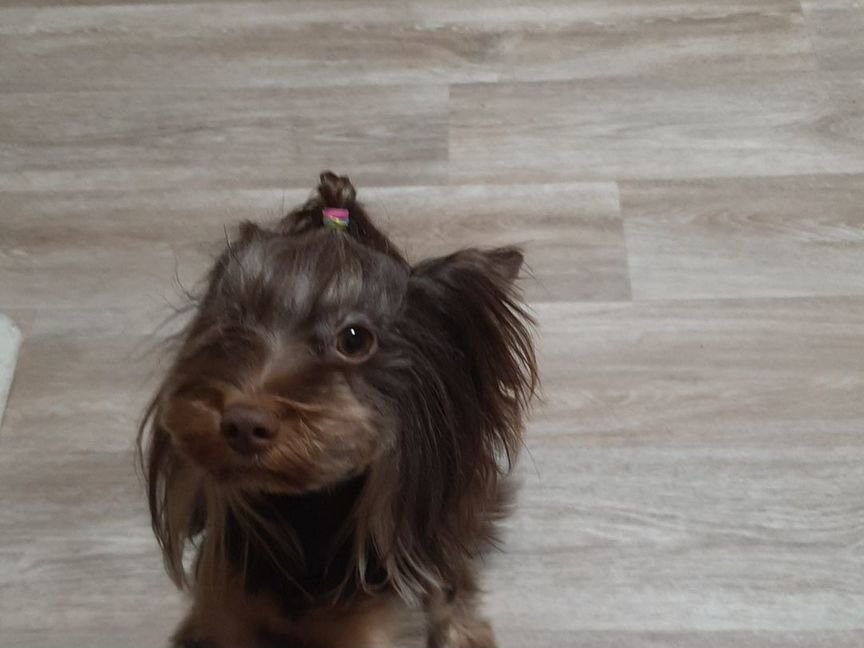 Шоколадный йорк мальчик