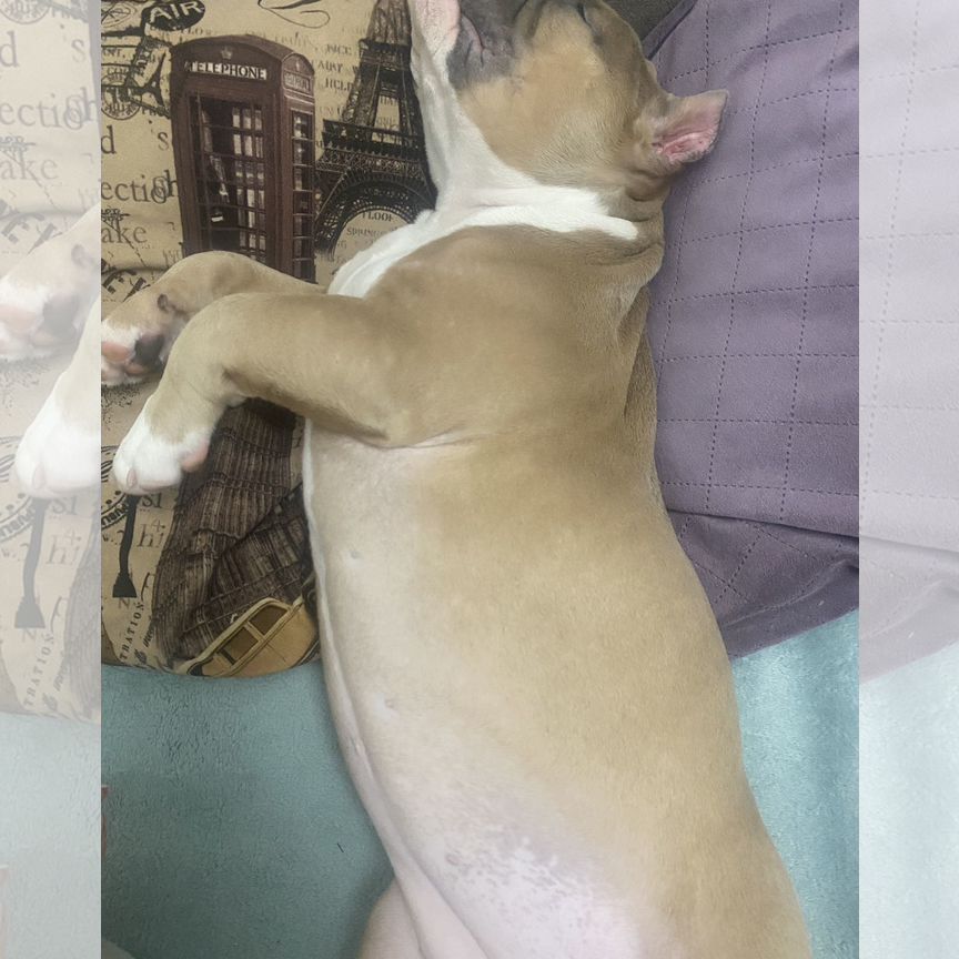 Американский булли, щенок