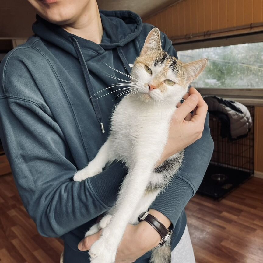 Очень ласковая кошка