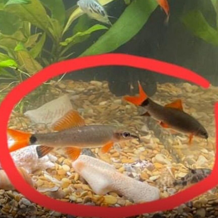 Аквариумные рыбки