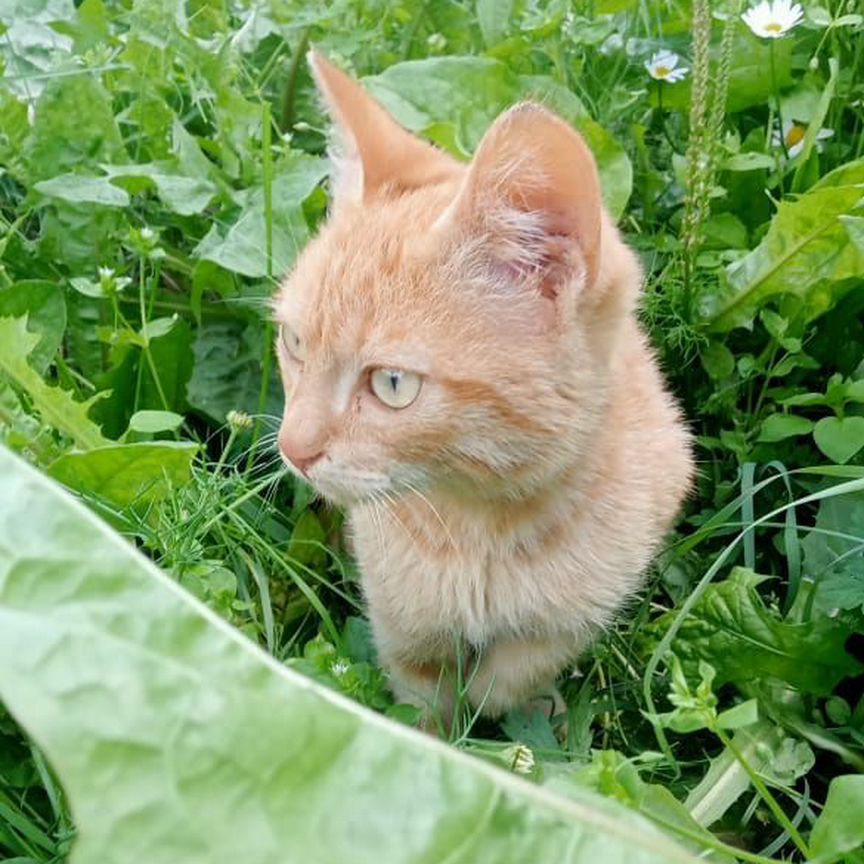 Котик 6 мес