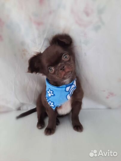 Шоколадный мальчик чихуахуа д/ш