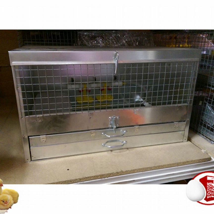 Брудер для цыплят, перепелят