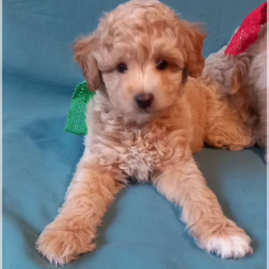 Мальтипу, щенок