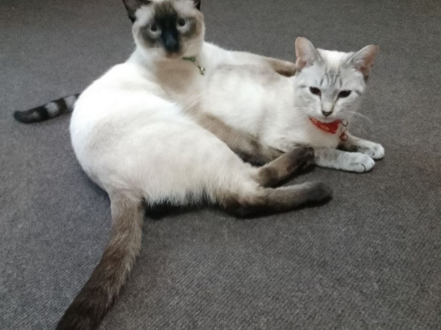 Котята тайские мальчики и девочки