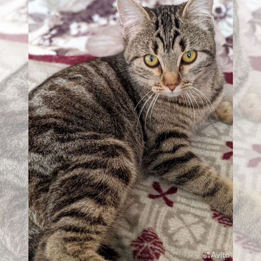 Тигра ищет дом