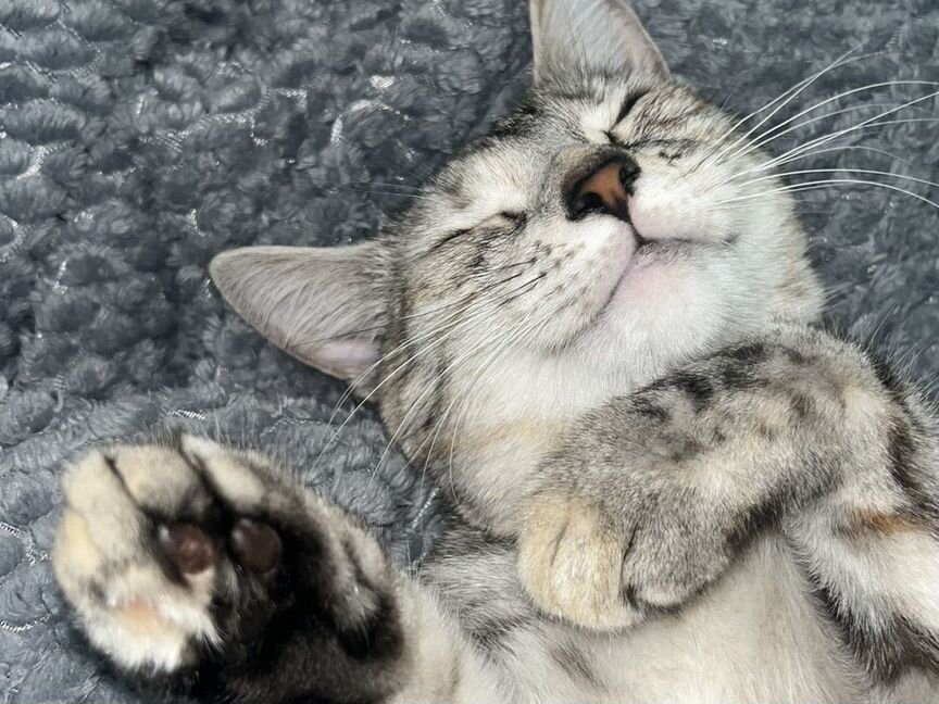 Кошка