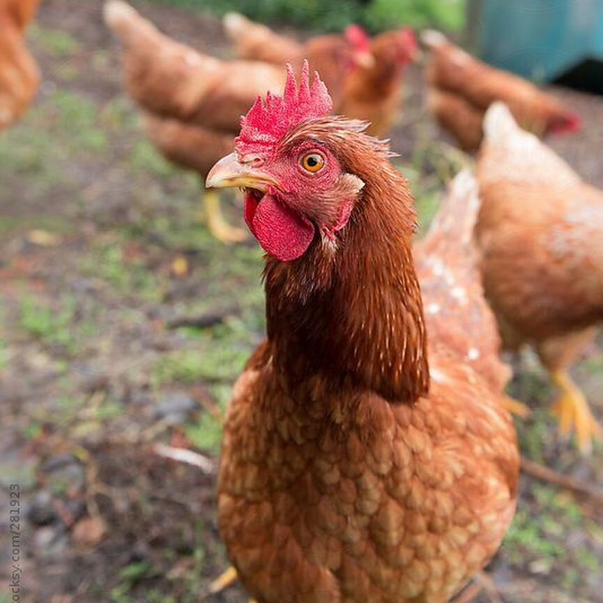 Несушки на дом