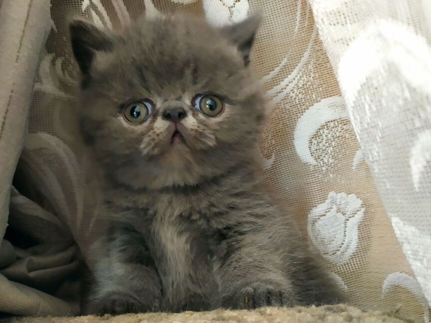 Экзотическая короткошерстная