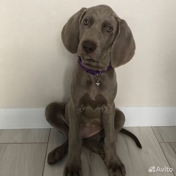 Фотомодель Веймаранер