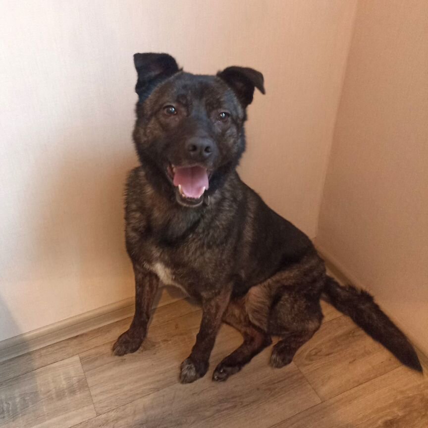 Спокойная небольшая Глаша в квартиру или в дом