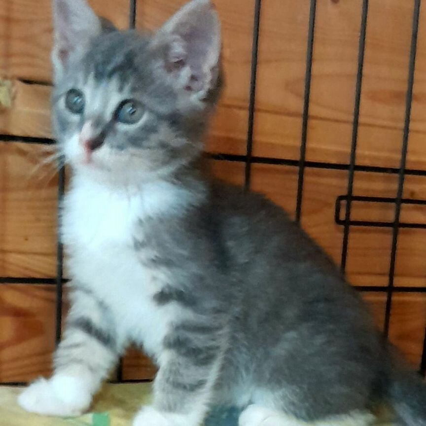 Котенок мальчик нужны ручки