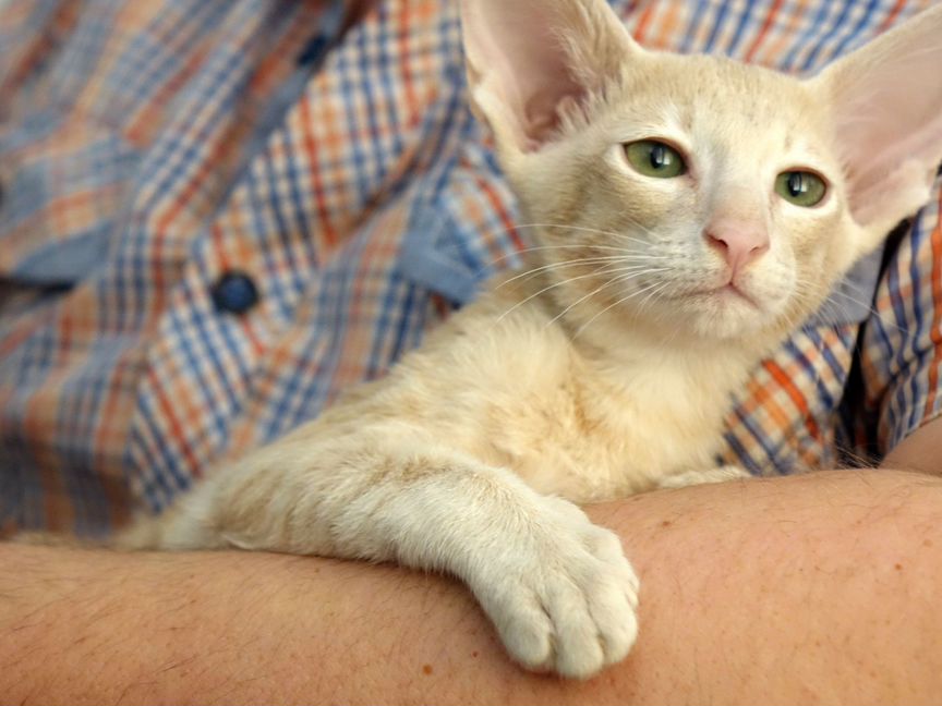 Ориентальные котята